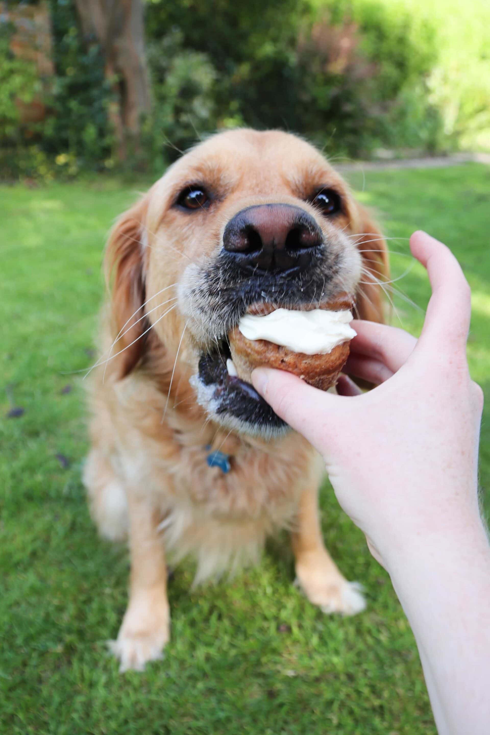 Easy Pupcakes! - Jane's Patisserie