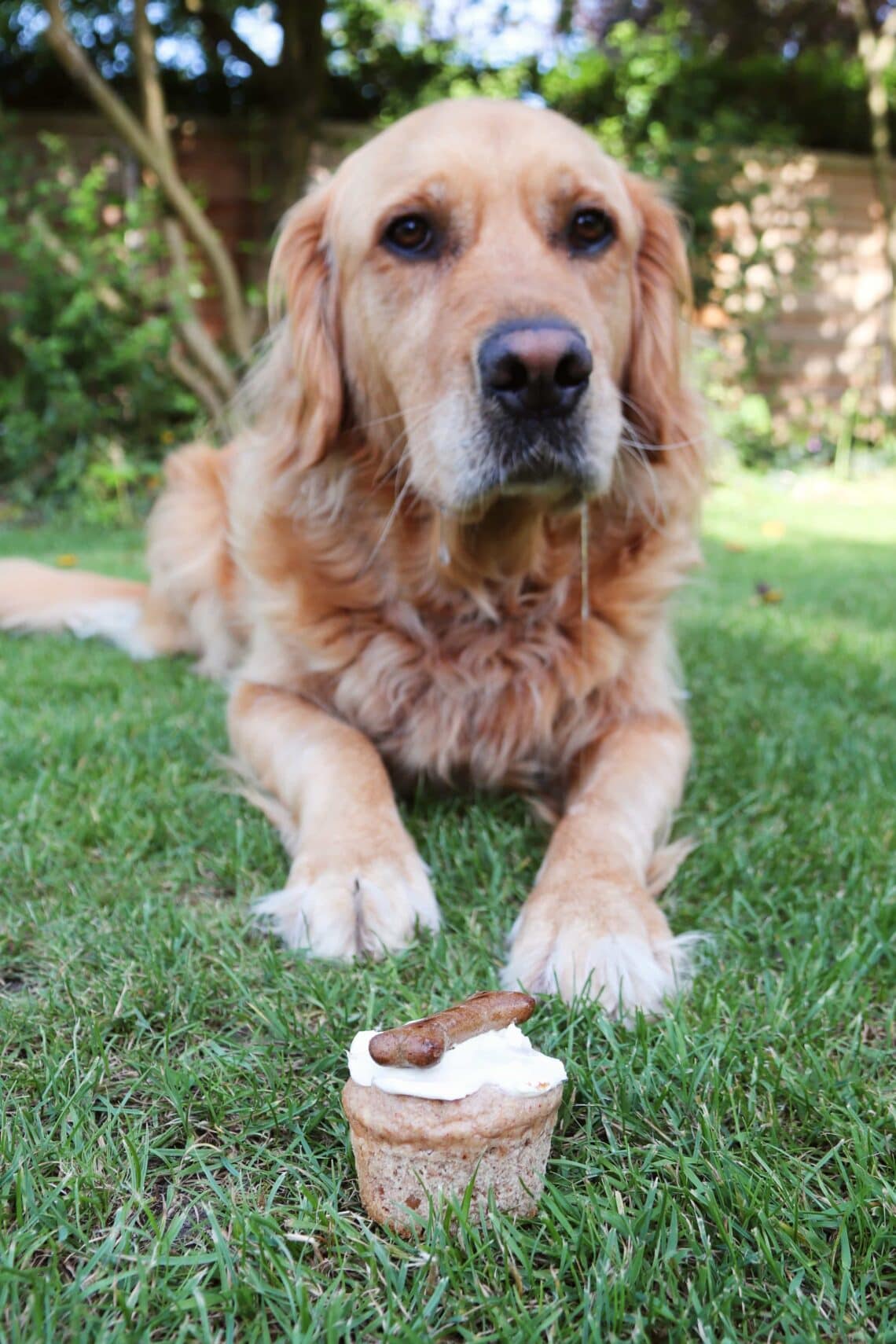 Easy Pupcakes! - Jane's Patisserie